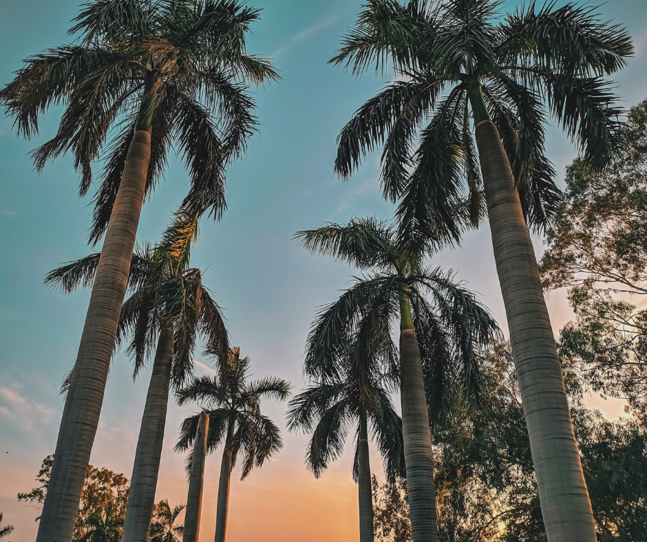 Madame M - Australian vibes - Vêtements femme - Concept store éthique – Madame.M